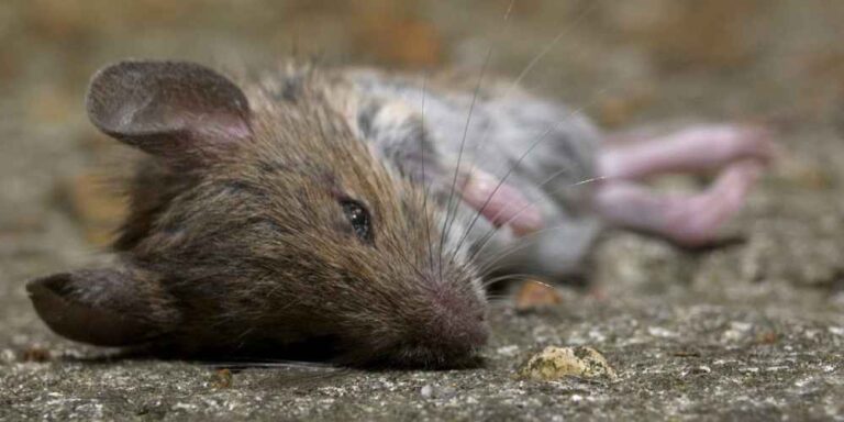 Dead Mouse Smell? Get Rid of It by Following These 8 Steps